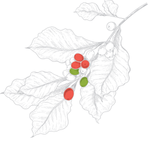About Alicafe TAG - Alicafe - Tongkat Ali and Ginseng